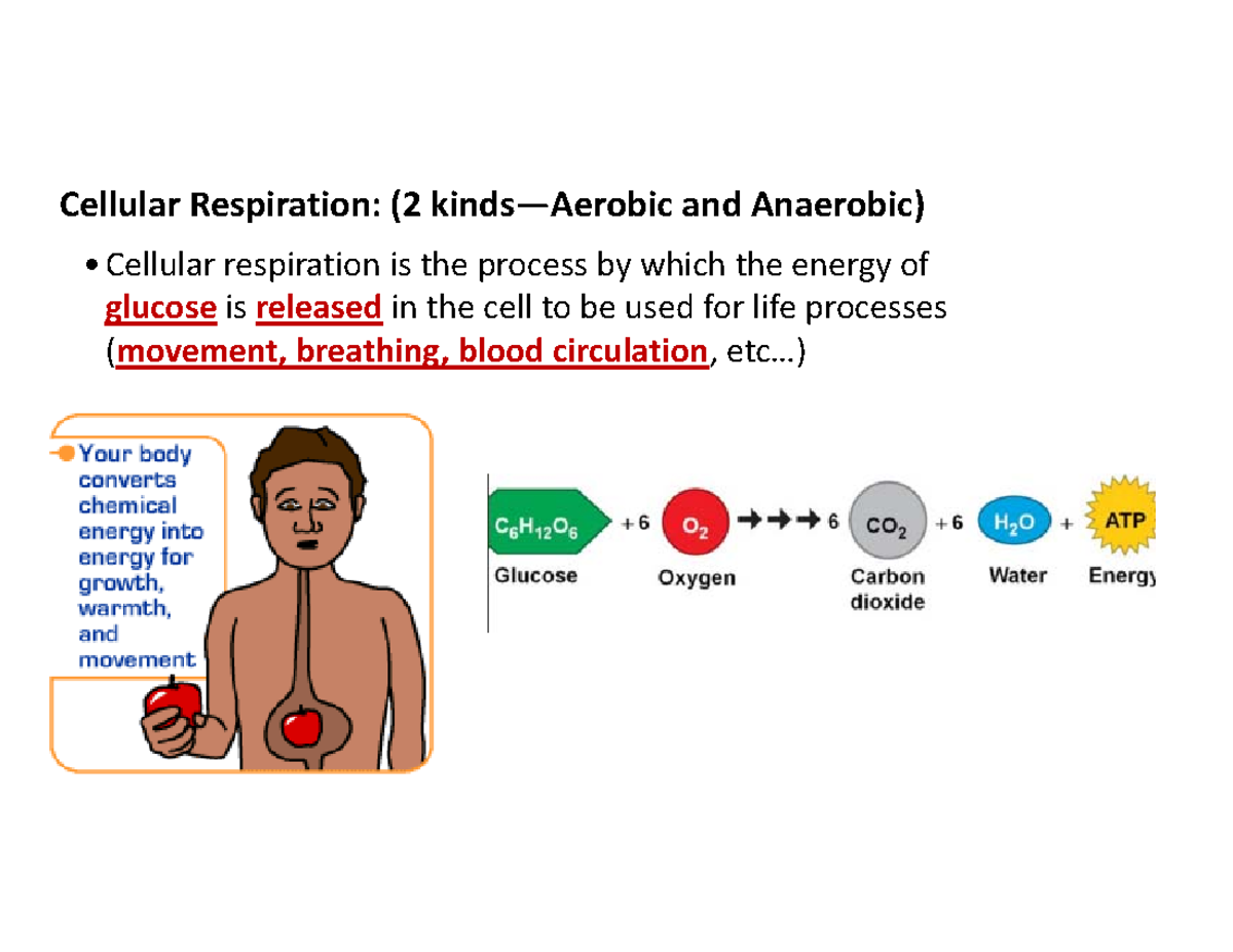 Simplified-Cellular-Respiration - Cellular Respiration: ( kinds—Aerobic ...