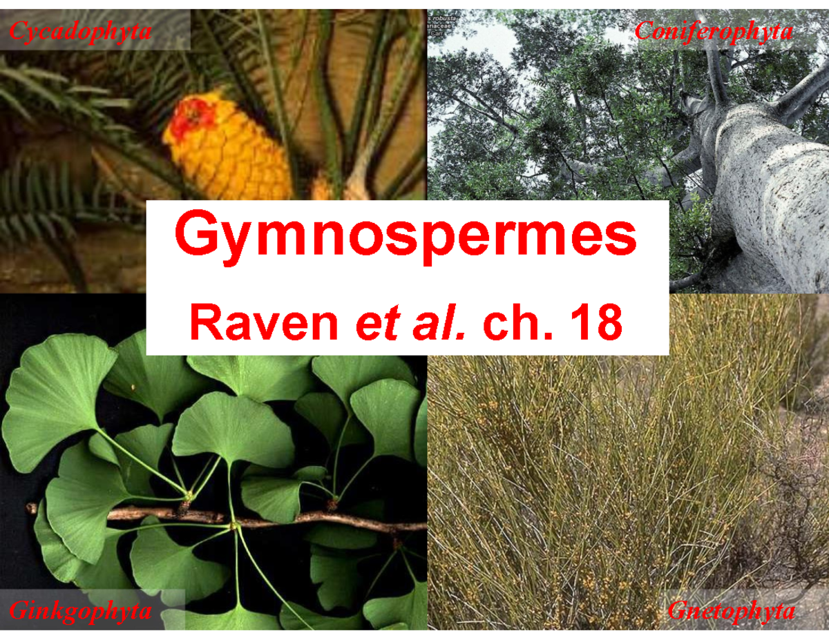 Cours 8 Gymnospermes BIO2537 2022 - Cycadophyta Ginkgophyta Gnetophyta ...