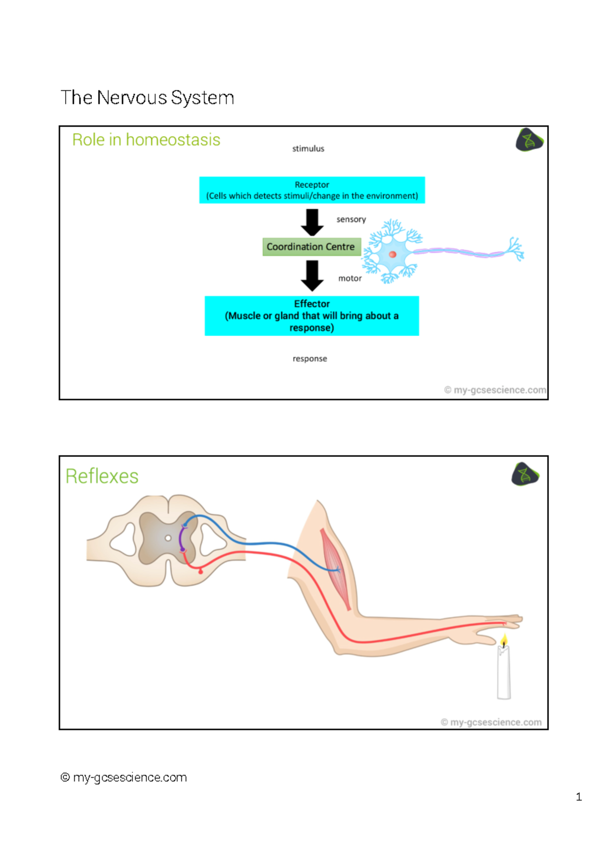 The nervous system note sheet - The Nervous System Role in homeostasis ...