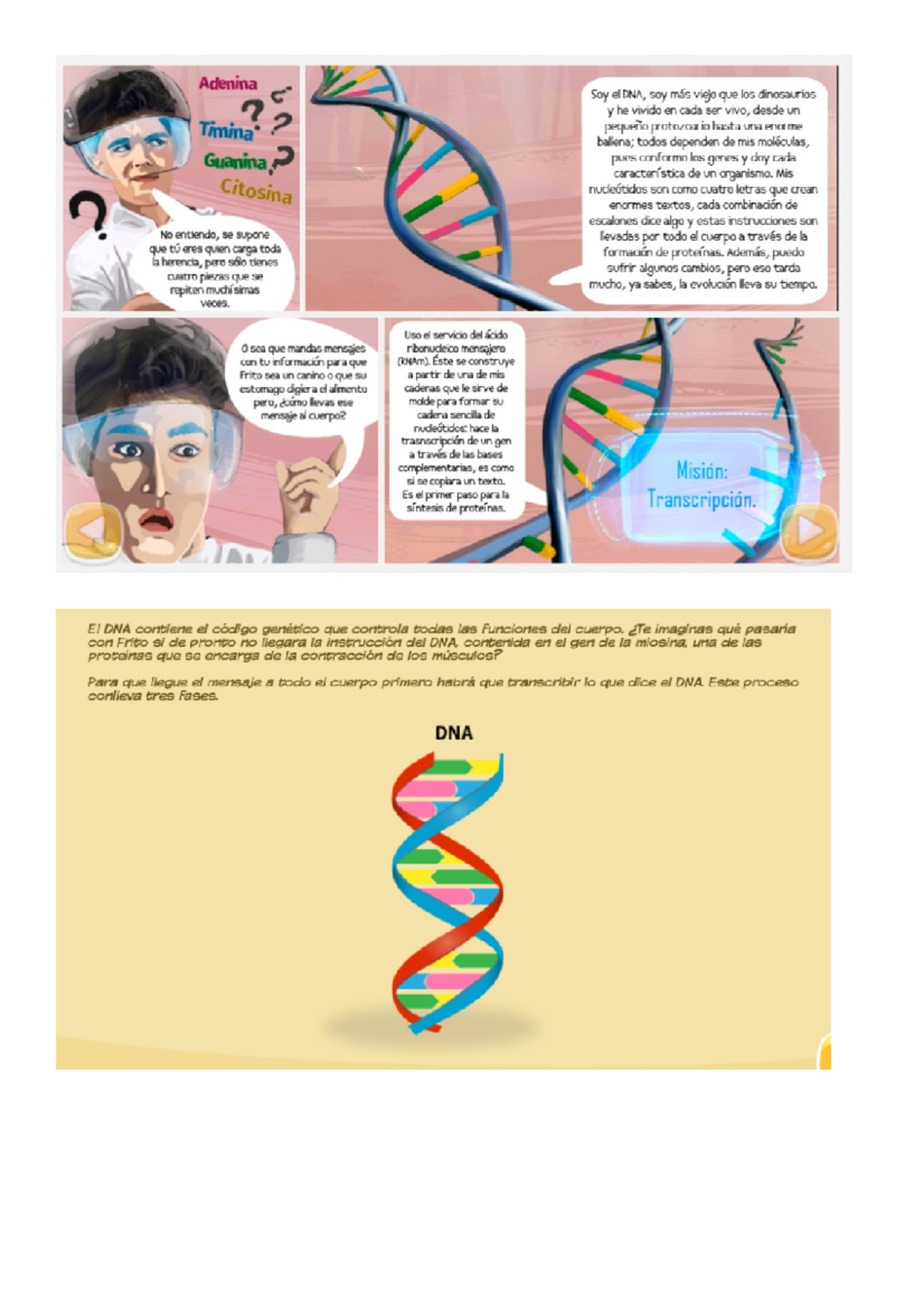 ADN y ARN, página web - Biologia - Studocu