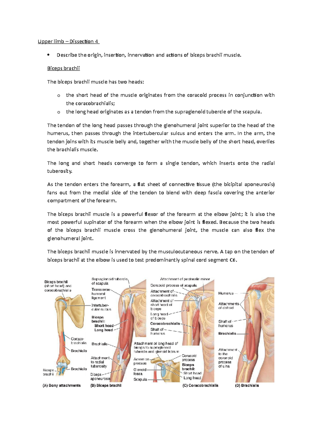 Upper Limb dissection 4 - Upper limb – Dissection 4 Describe the origin ...