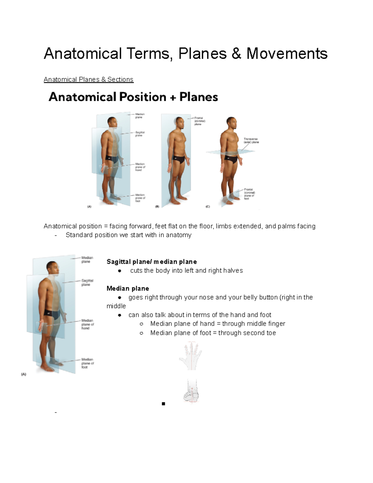 HS 2300 Anatomical Terms, Planes & Movements - Anatomical Terms, Planes ...