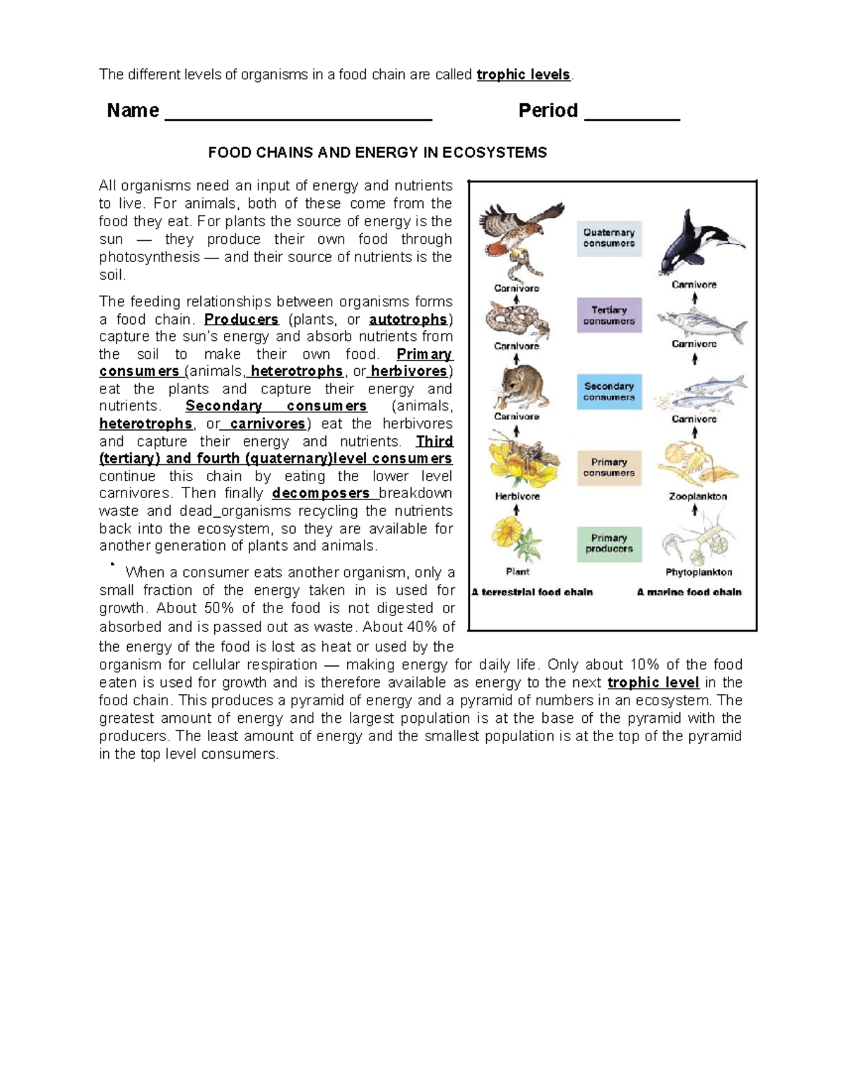 Copy of Food Chains & Food Webs - The different levels of organisms in ...