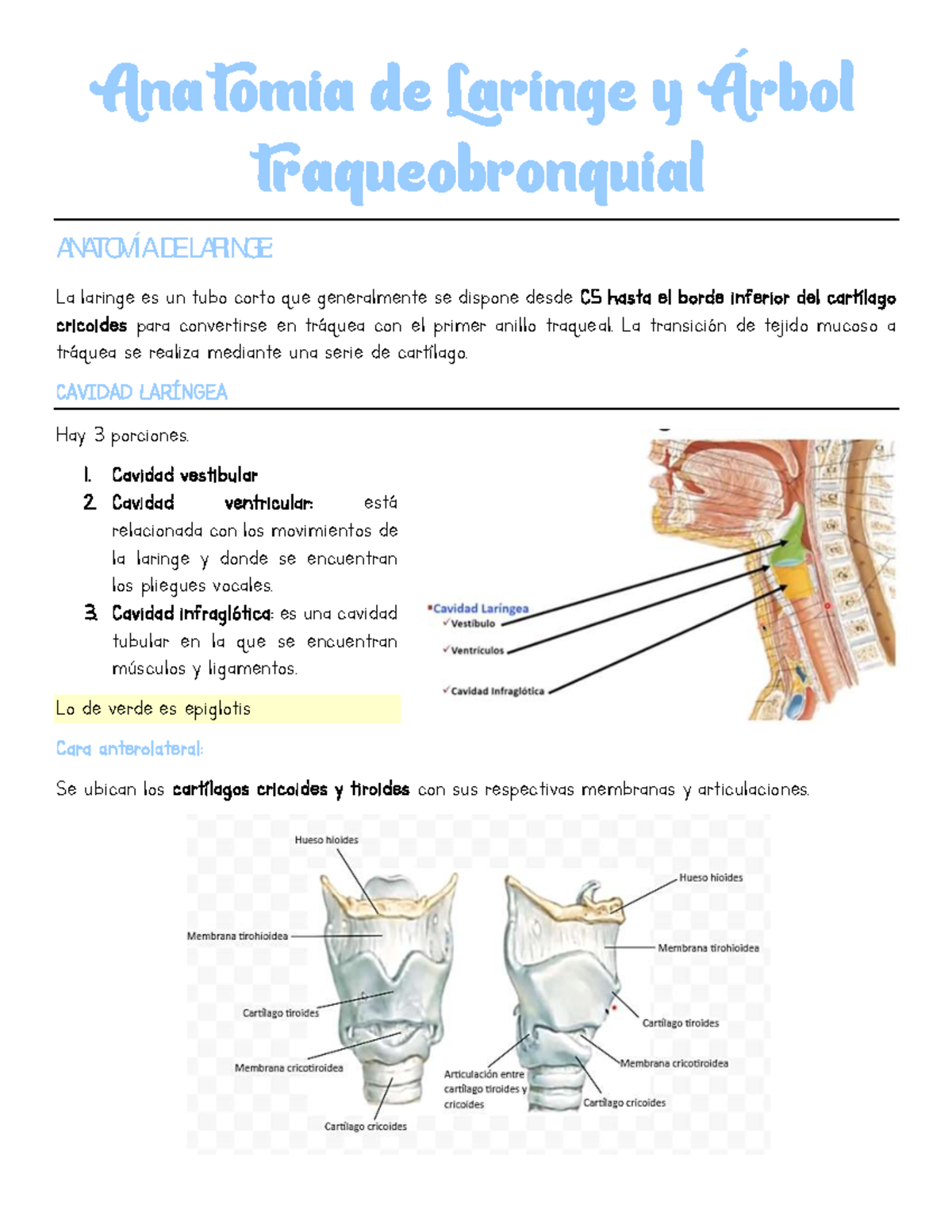 Anatomia de Laringe y Árbol traqueobronquial - Anatomia de Laringe y ...