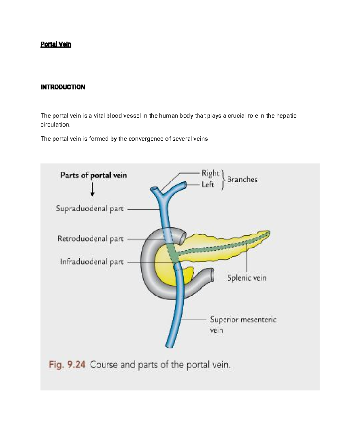 Portal Vein, Portal Venous System and Porto-Carval anastomosis - Portal ...