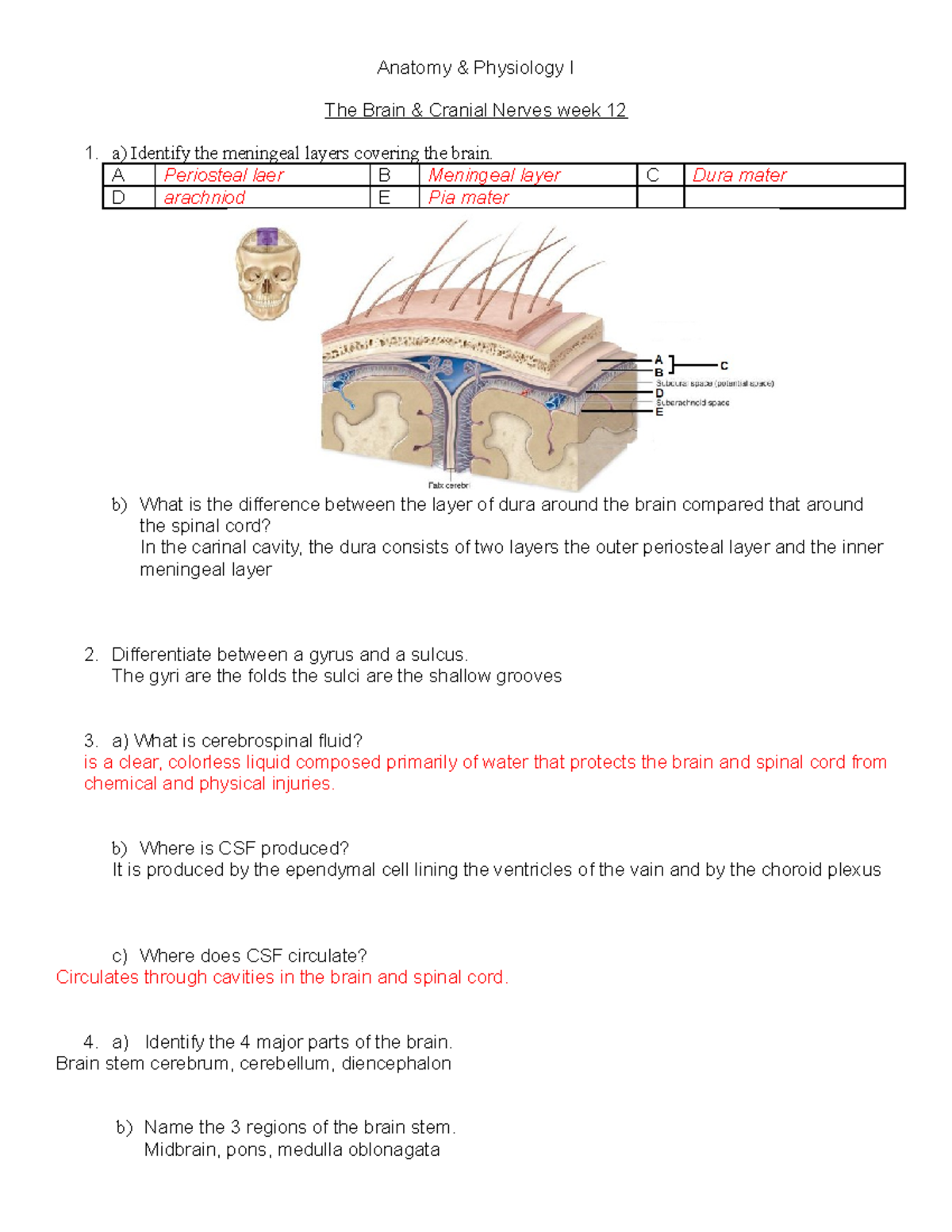 Lab- Brain & Cranial nerves week12 - Anatomy & Physiology I The Brain ...
