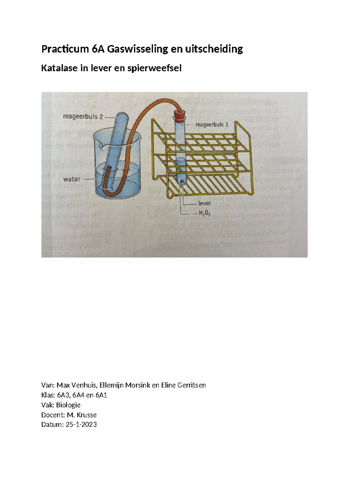 Verslag katalase biologie - Practicum 6A Gaswisseling en uitscheiding ...