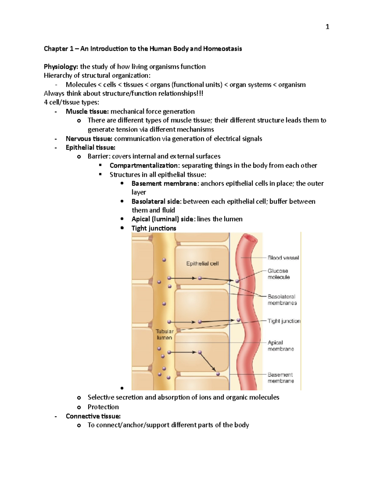 HHP3550 Unit 1 Notes - Chapter 1 – An Introduction to the Human Body ...