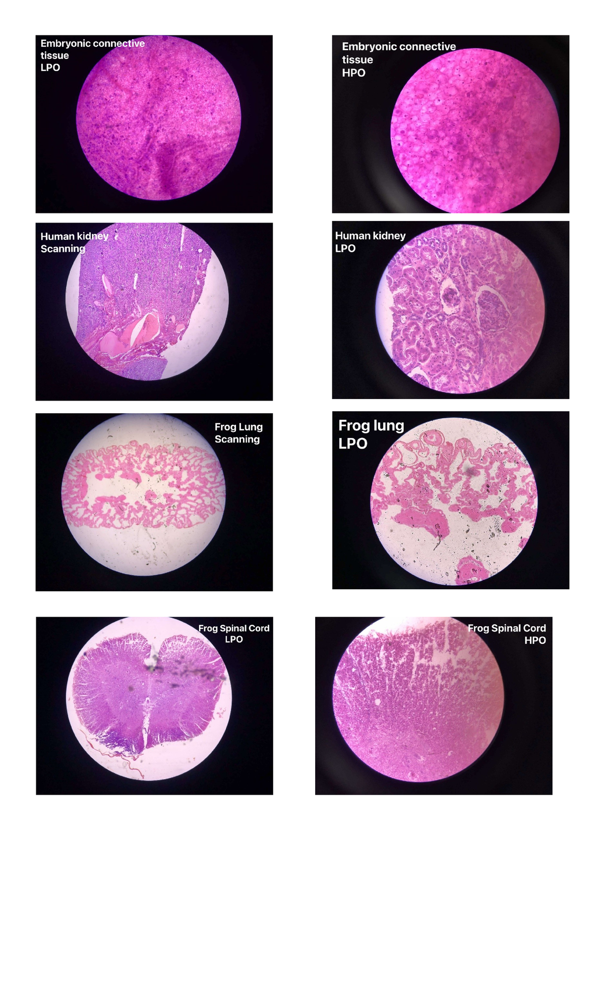 Tissues Under Microscope ( Reviewer) - Embryonic connective Embryonic ...