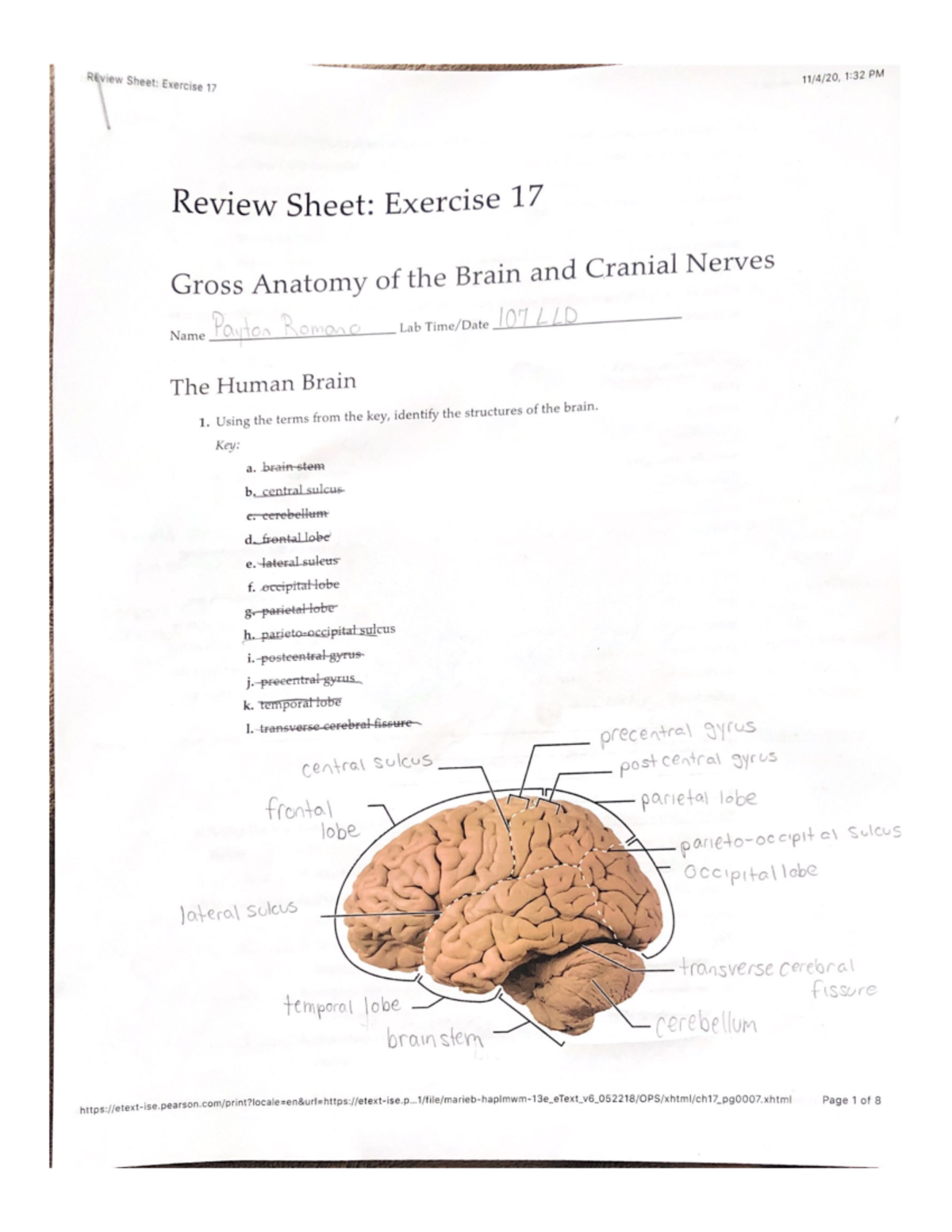 Gross anatomy of the brain and cranial nerves - Using the terms from ...