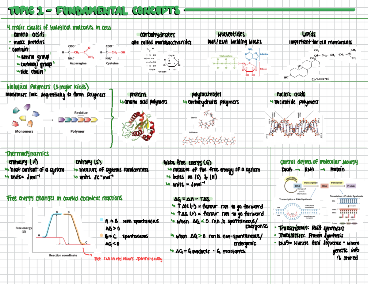 BC Topic 0 - Notes - #OPIIC 1 = E WN1DAMMEITALL CUICEIPIS 4 major ...
