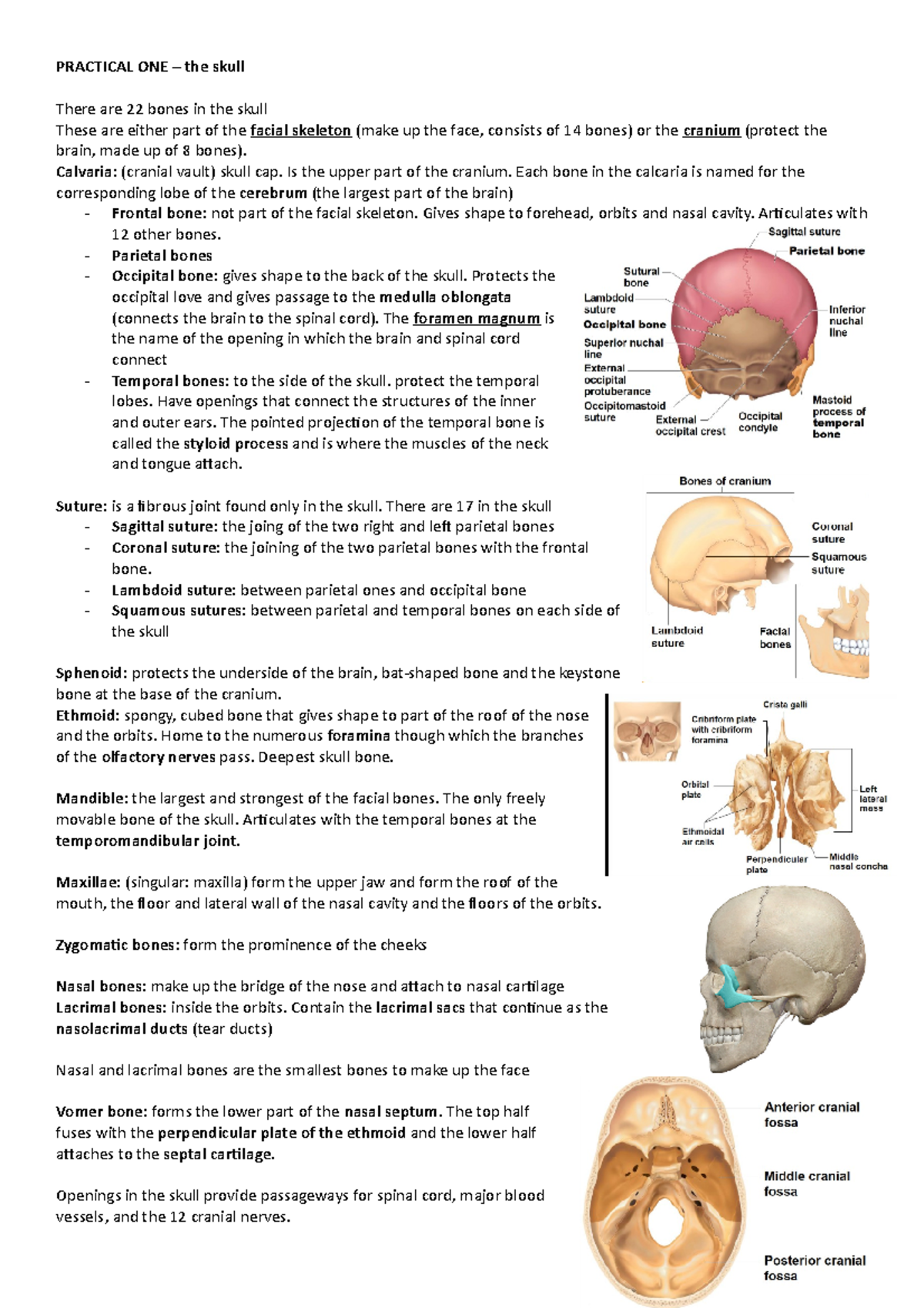 Practical 1 - the skull - PRACTICAL ONE – the skull There are 22 bones ...