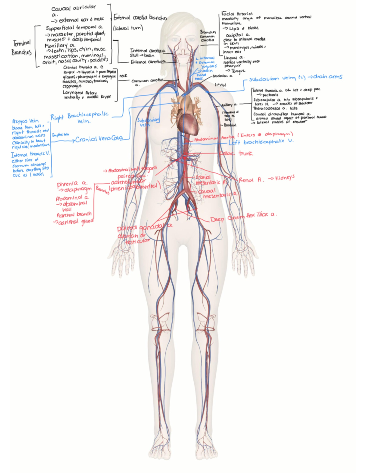 Circulatory system map - human diagram - caudal auricular a. external ...