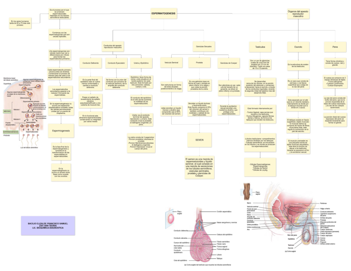 Mapa Gonadas Masculinas - Anatomía - UNAM - Studocu