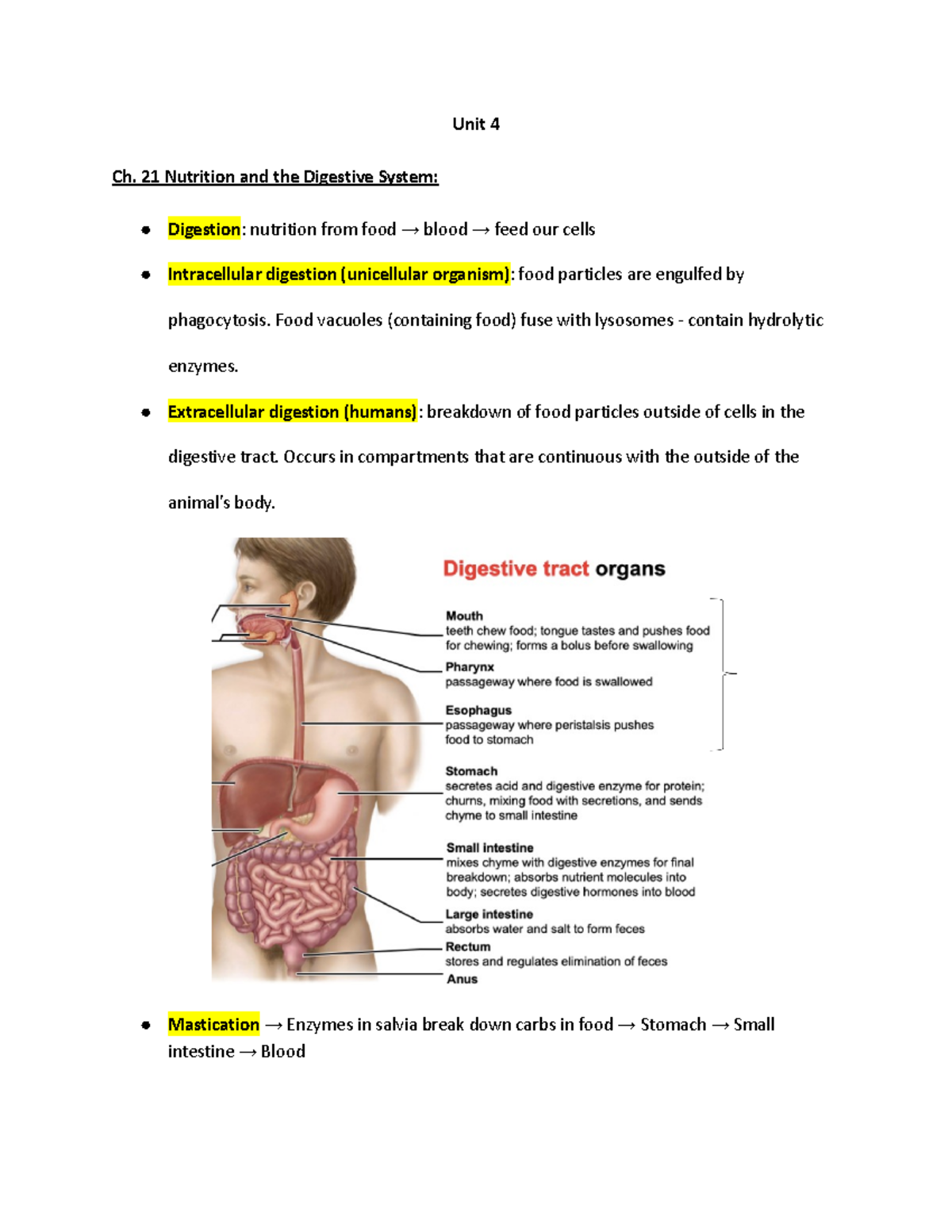 Physiology Unit 4 (Digestive + Reproductive System) - Unit 4 Ch. 21 ...