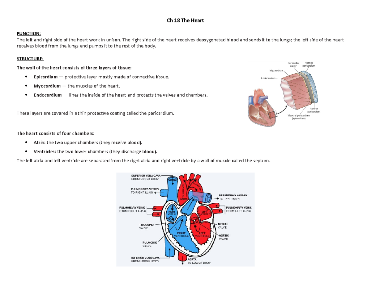 Ch 18. The Heart Outline - Ch 18 The Heart FUNCTION: The left and right ...