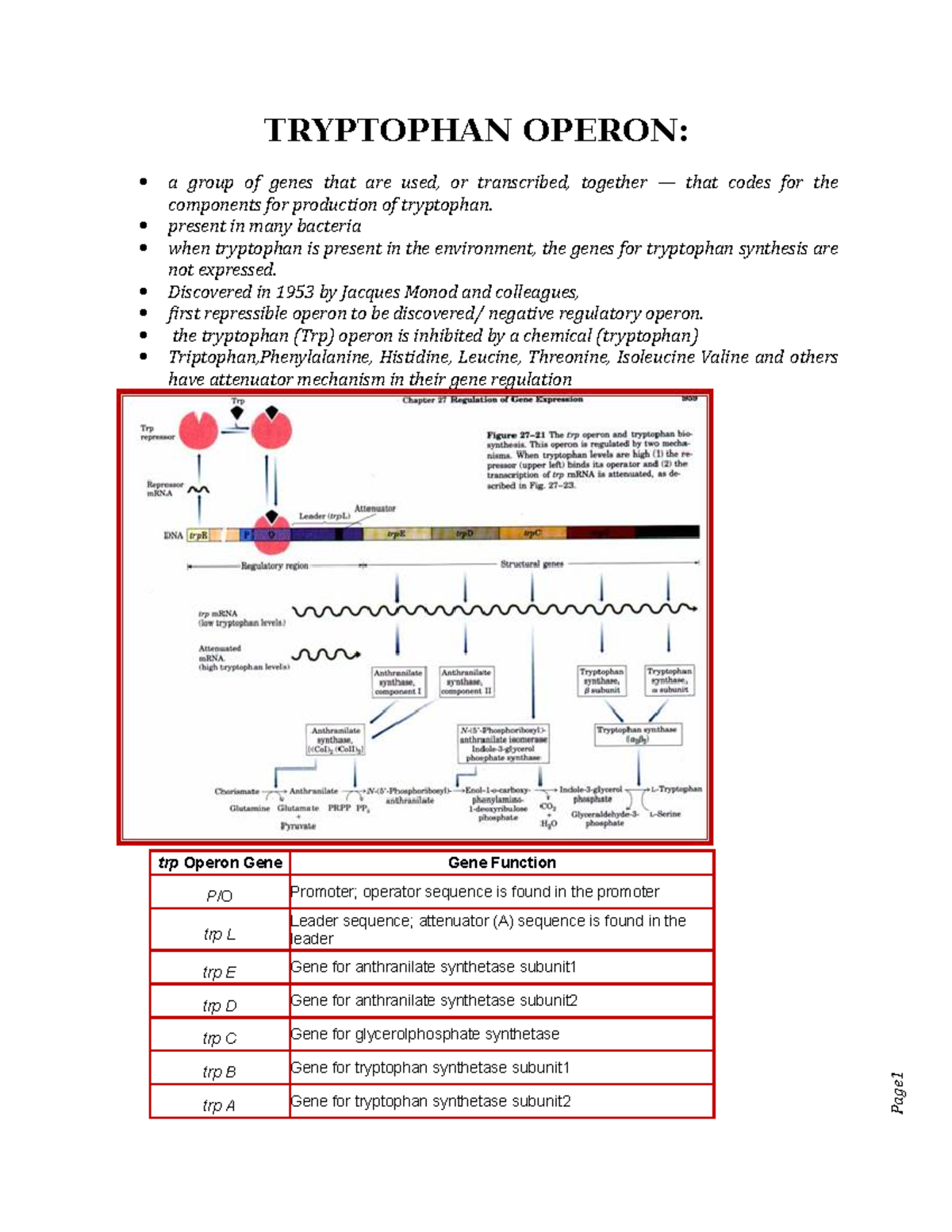 Tryptophan Operon - TRYPTOPHAN OPERON: a group of genes that are used ...
