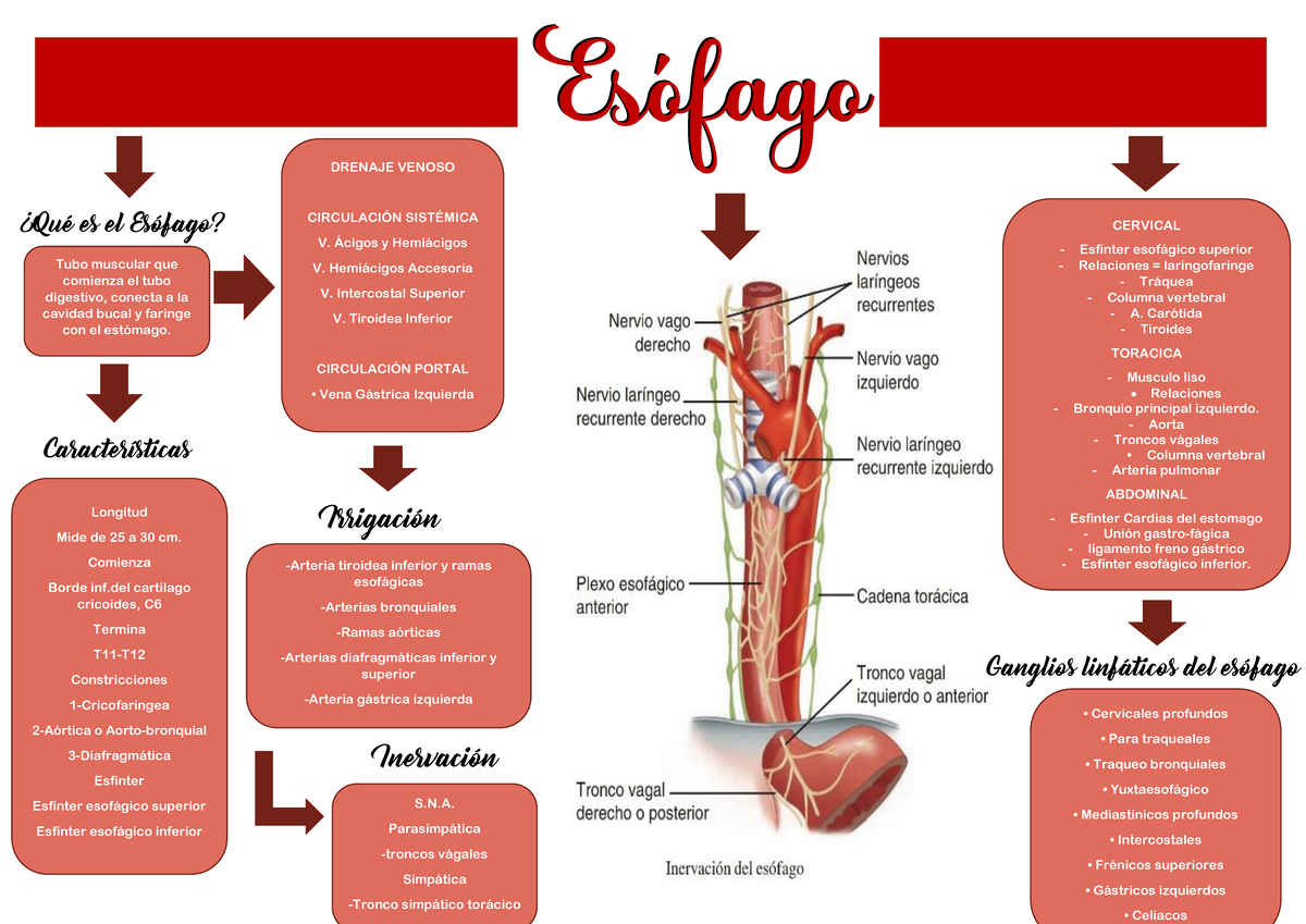 Repaso anatomía esófago - EsófagoEsófago Tubo muscular que comienza el ...