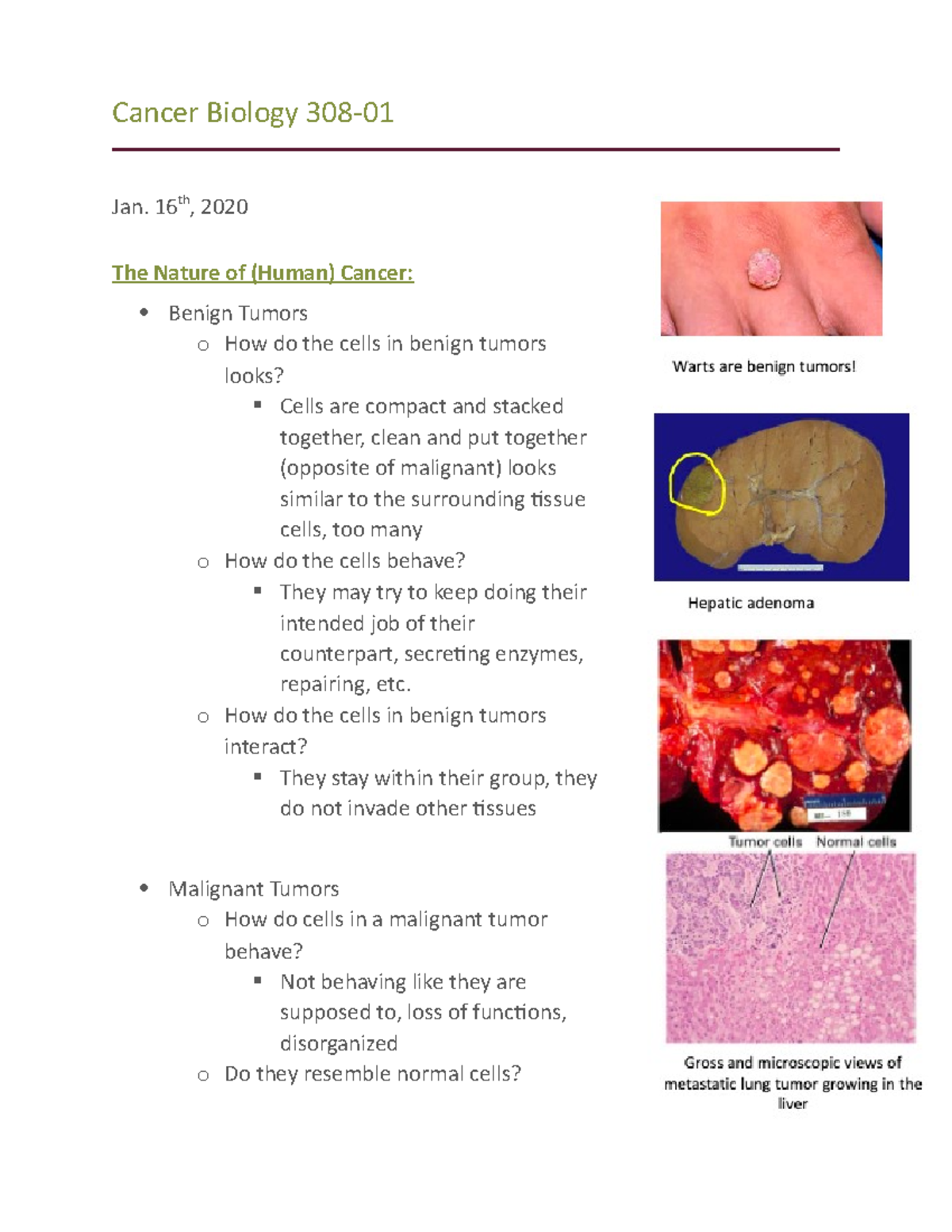 Cancer Biology 308 - Lecture notes 5-8 - Cancer Biology 308- Jan. 16th ...