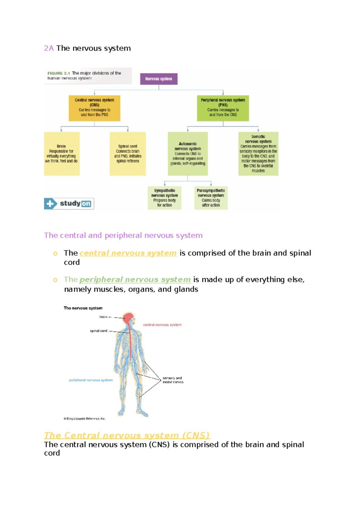 The nervous system - 2A The nervous system The central and peripheral ...