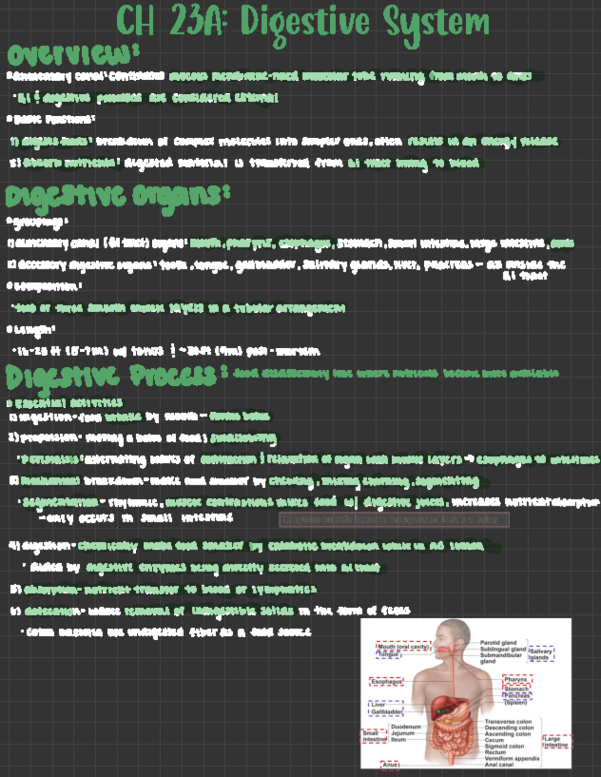CH23- Digestive System - CH 23A: Digestive System Overview : alimentary ...