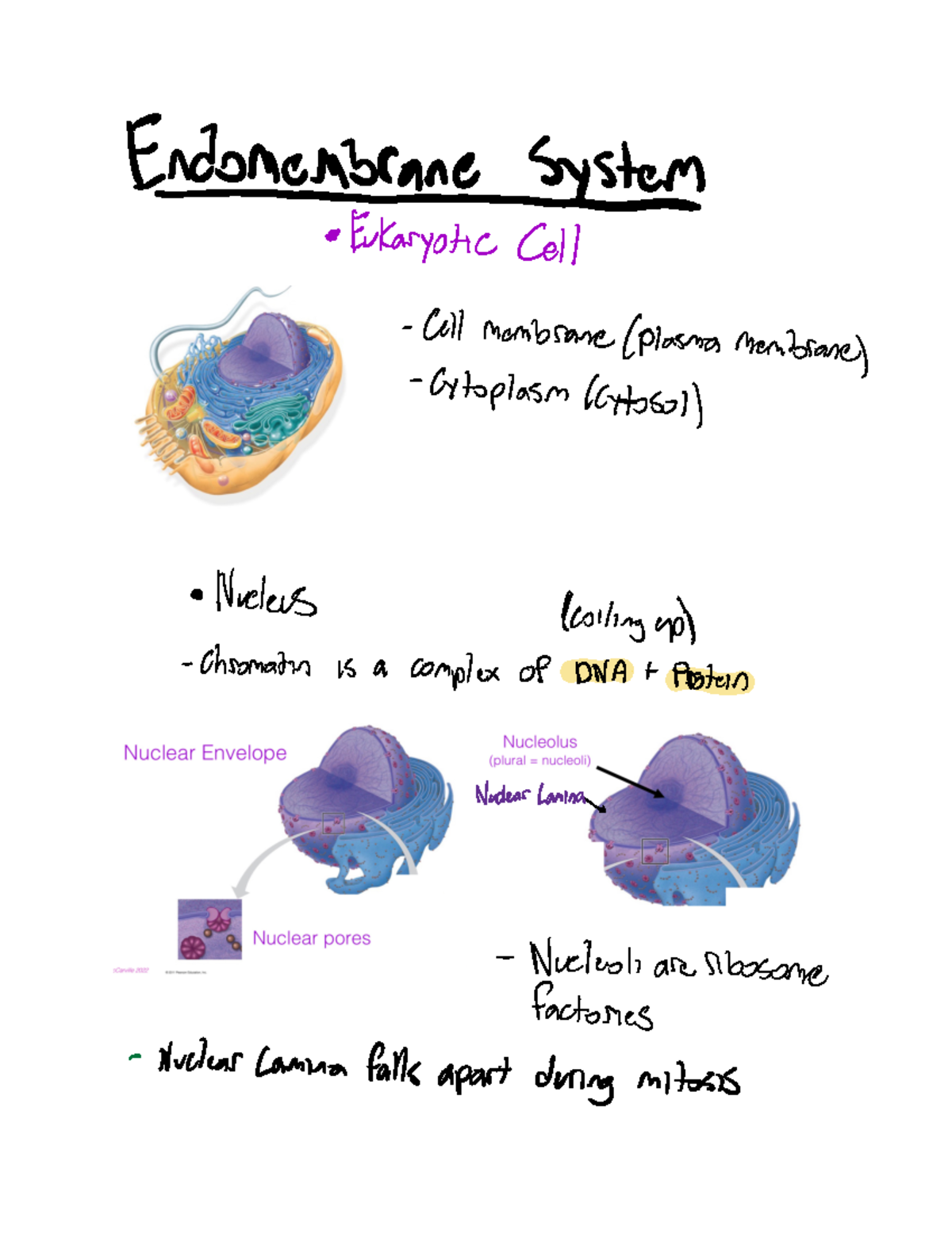 Endomembrane- Bio Lecture 4 - Endomon i Cell membrane plasma membrane ...