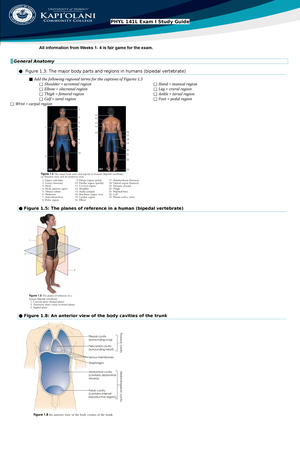 KCC A&P Notes- Muscular System Anatomical Models - Muscular System ...