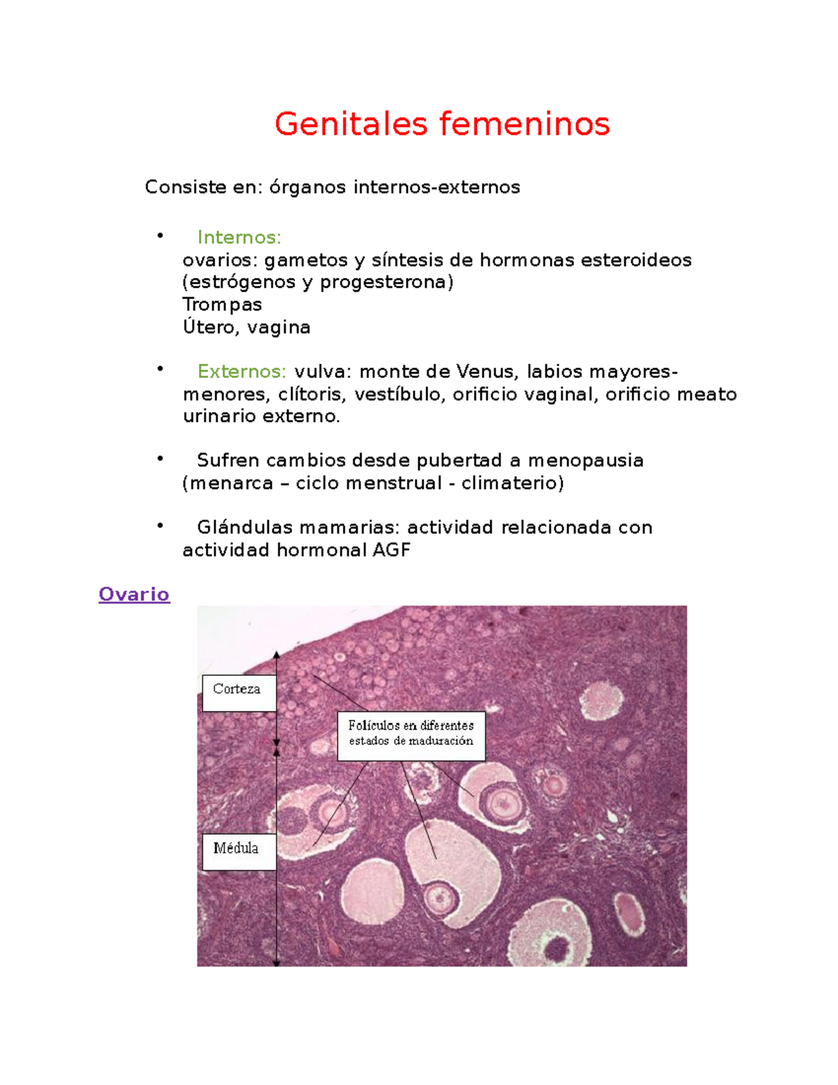 Genitales femeninos - Resumen de la clase con la doctora y el libro de ...