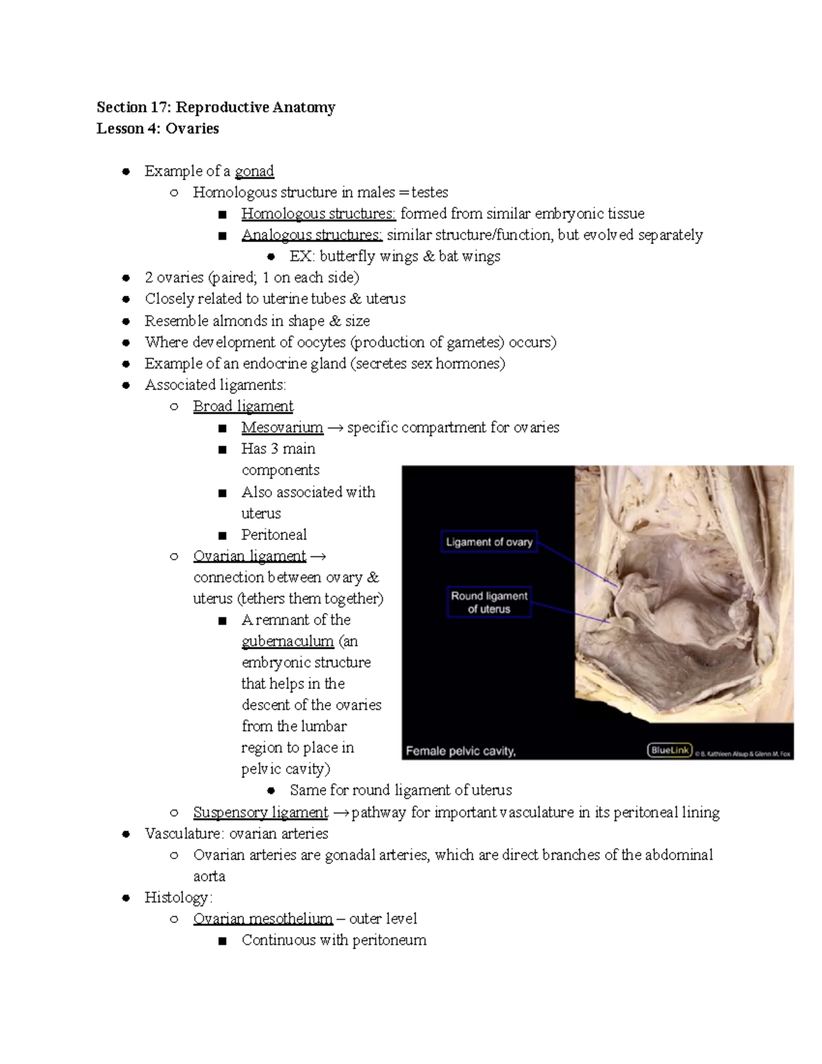 3- Ovaries - Section 17: Reproductive Anatomy Lesson 4: Ovaries Example ...