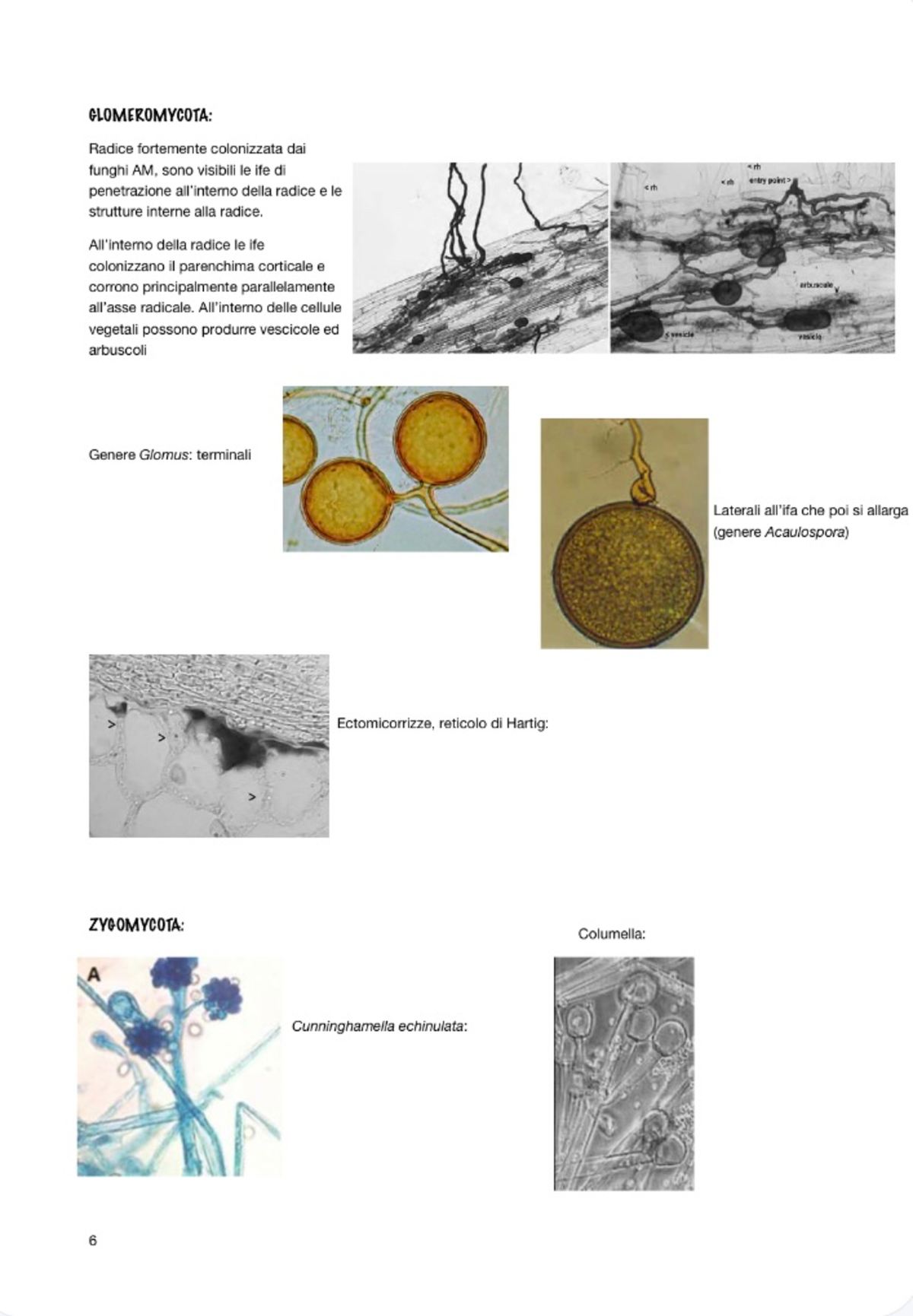 Vetrini micologia - Vetrini micologia Basidiomycota Unioni a fibbia ...