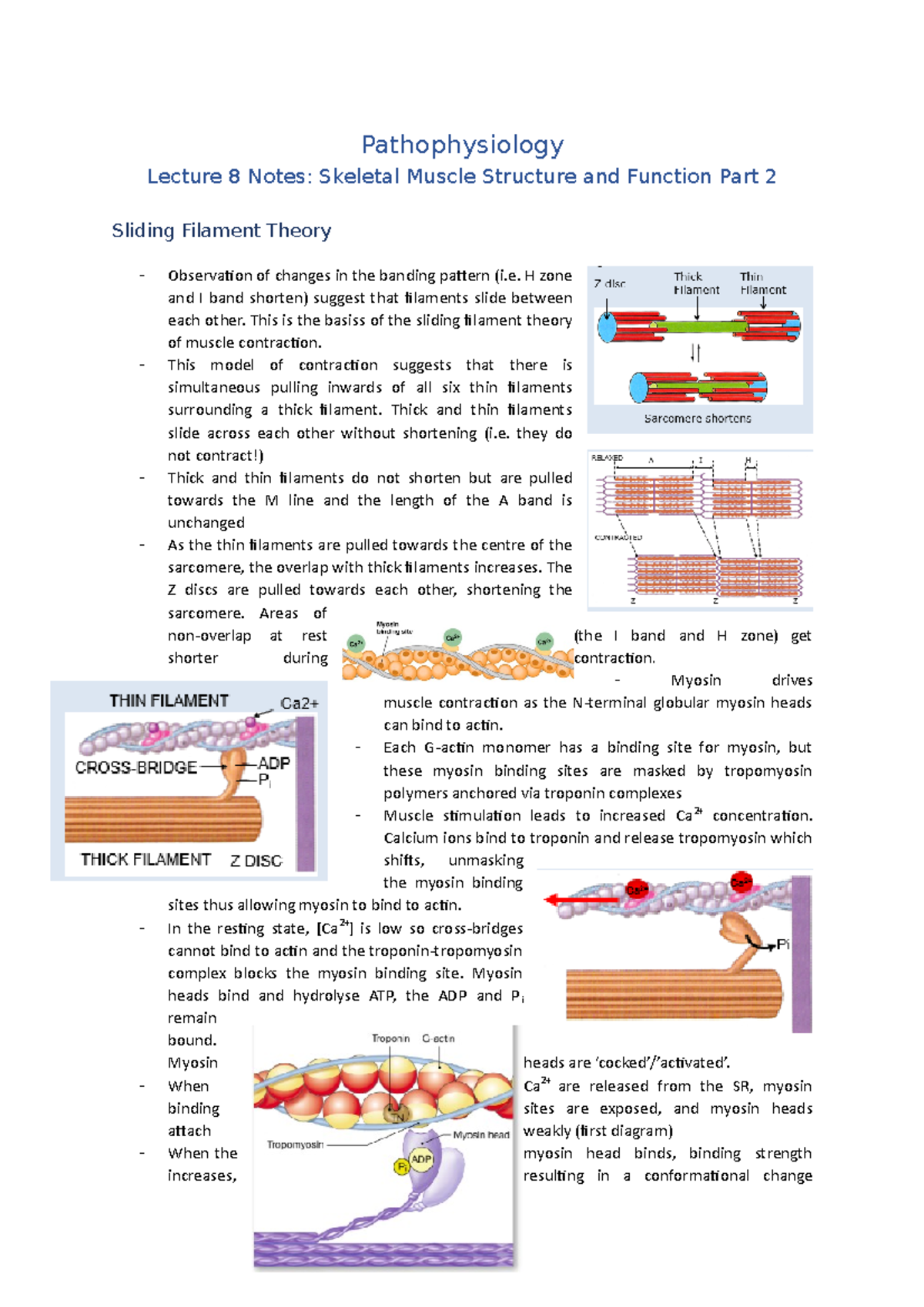 Lecture 8 Notes Skeletal Muscle Structure and Function Part 2 - H zone ...