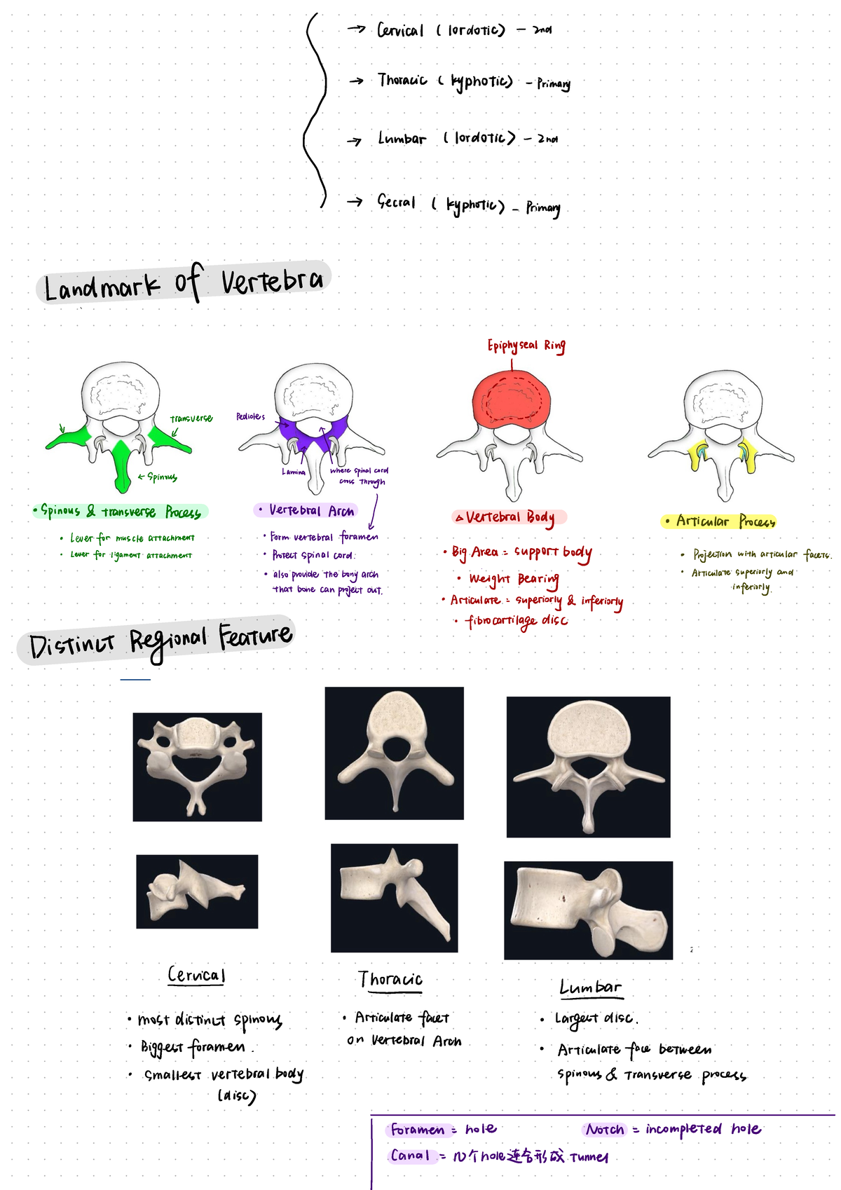 Limb Note 1 - Lecture Note - > Cervical (lordotic) - Ind S > Thoracic ...