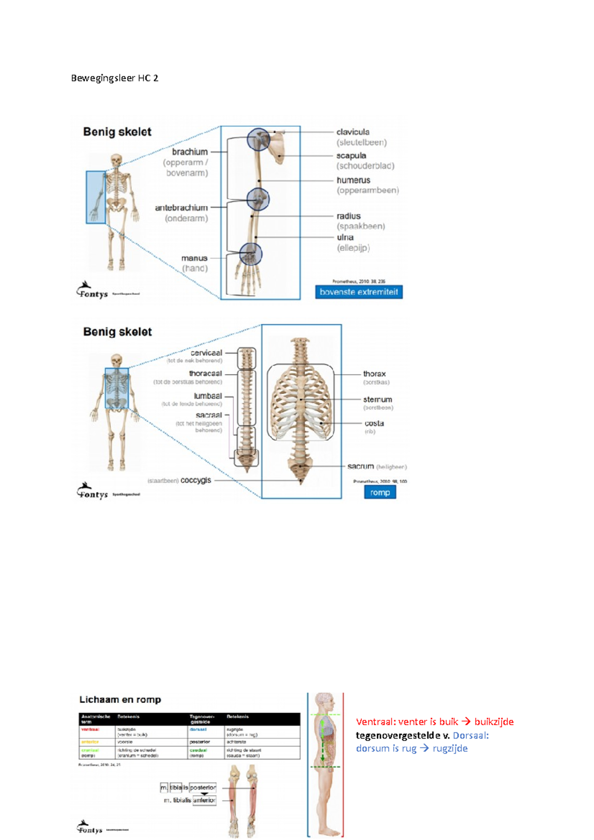 Bewegingsleer HC 2 - Dorsaal: dorsum is rug rugzijde Anterior: voorste ...