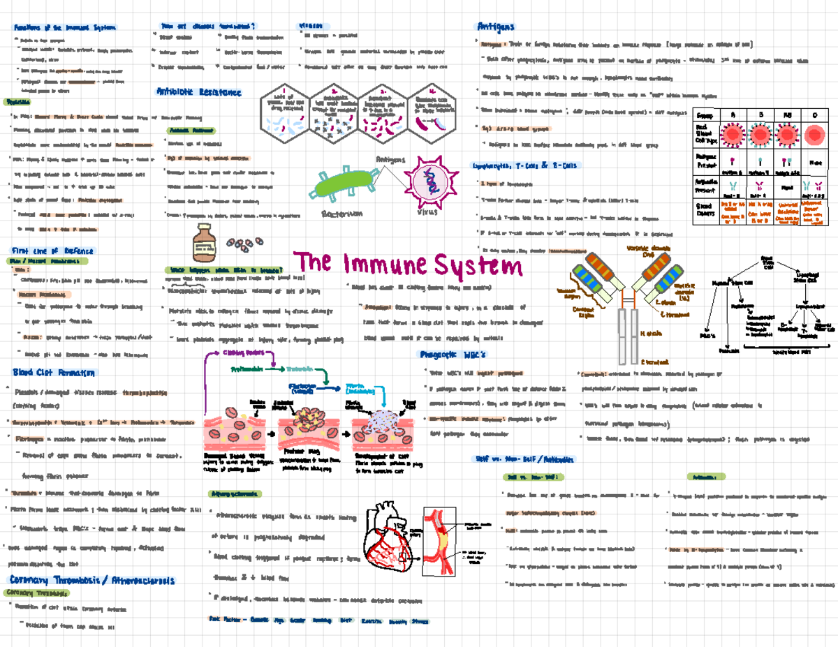 Immune System One Page Summary - O±S T o or a EOOs t O O T or § e - s ...