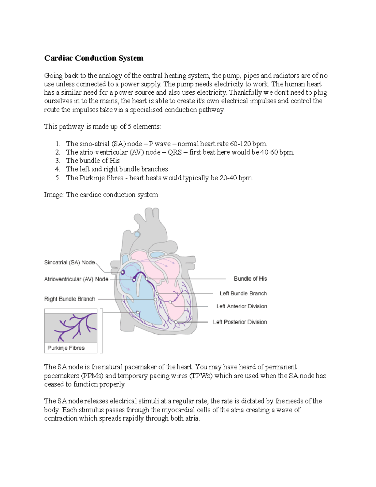 Cardiac Conduction System - Cardiac Conduction System Going back to the ...
