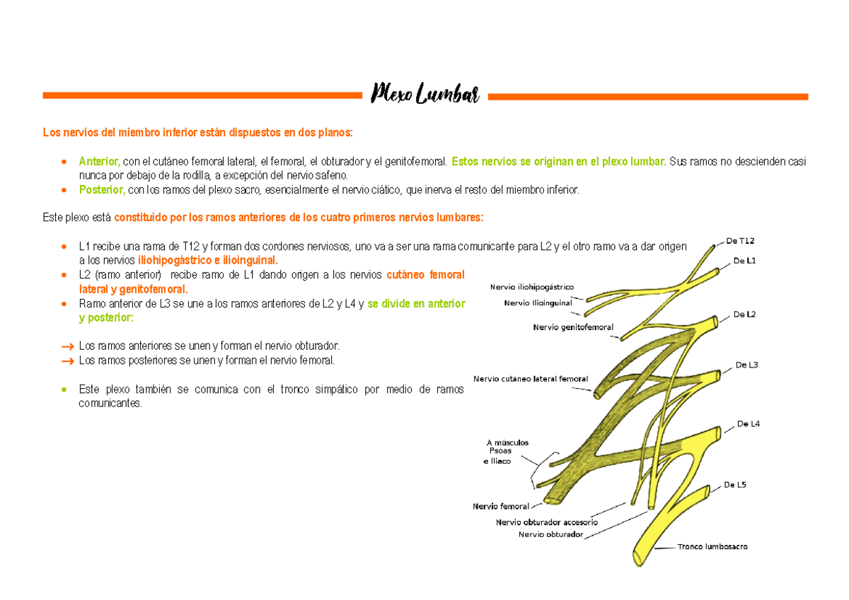 Plexo lumbar - apunte - Los nervios del miembro inferior est·n ...