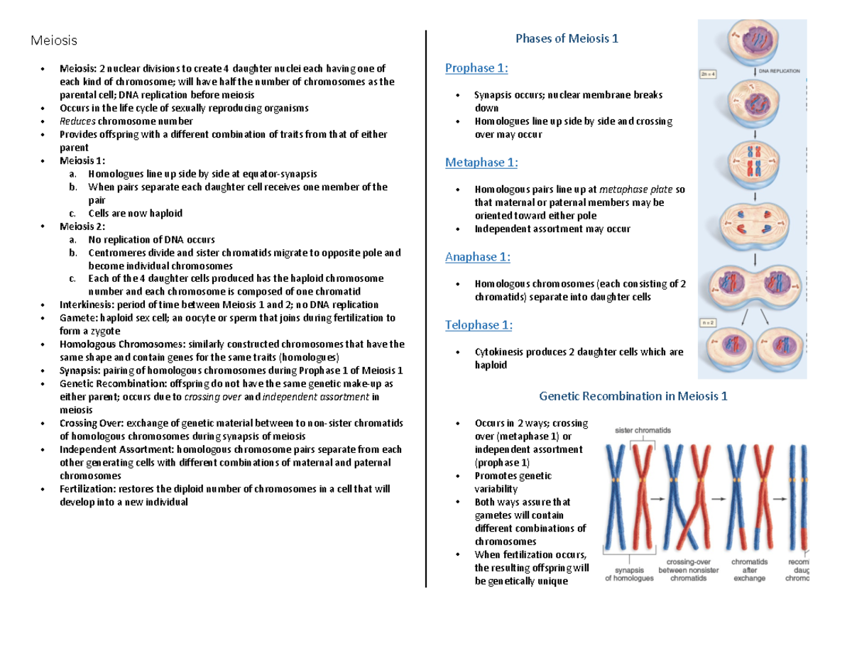 BIOL 1061 Test 3 - Cell Division, Enzymes - Meiosis Meiosis: 2 nuclear ...