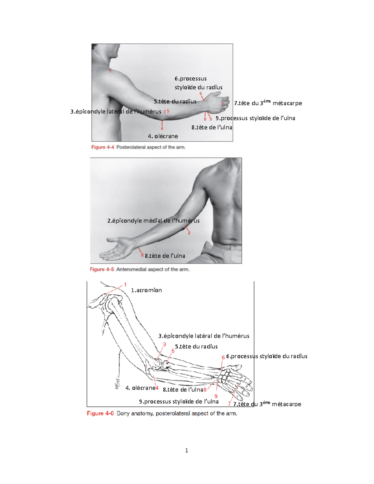Pratique Coude - Résumé Fonction musculaire en physiothérapie ...