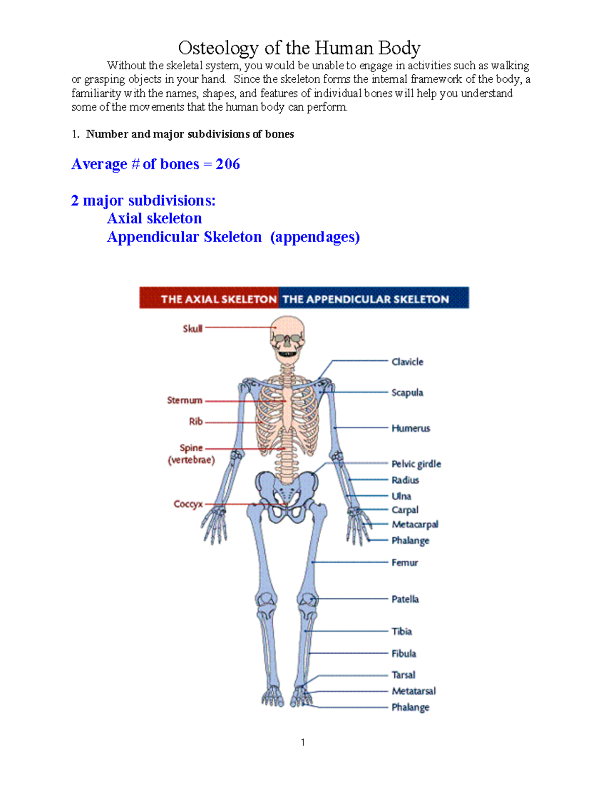 Osteology basics - Osteology of the Human Body Without the skeletal ...