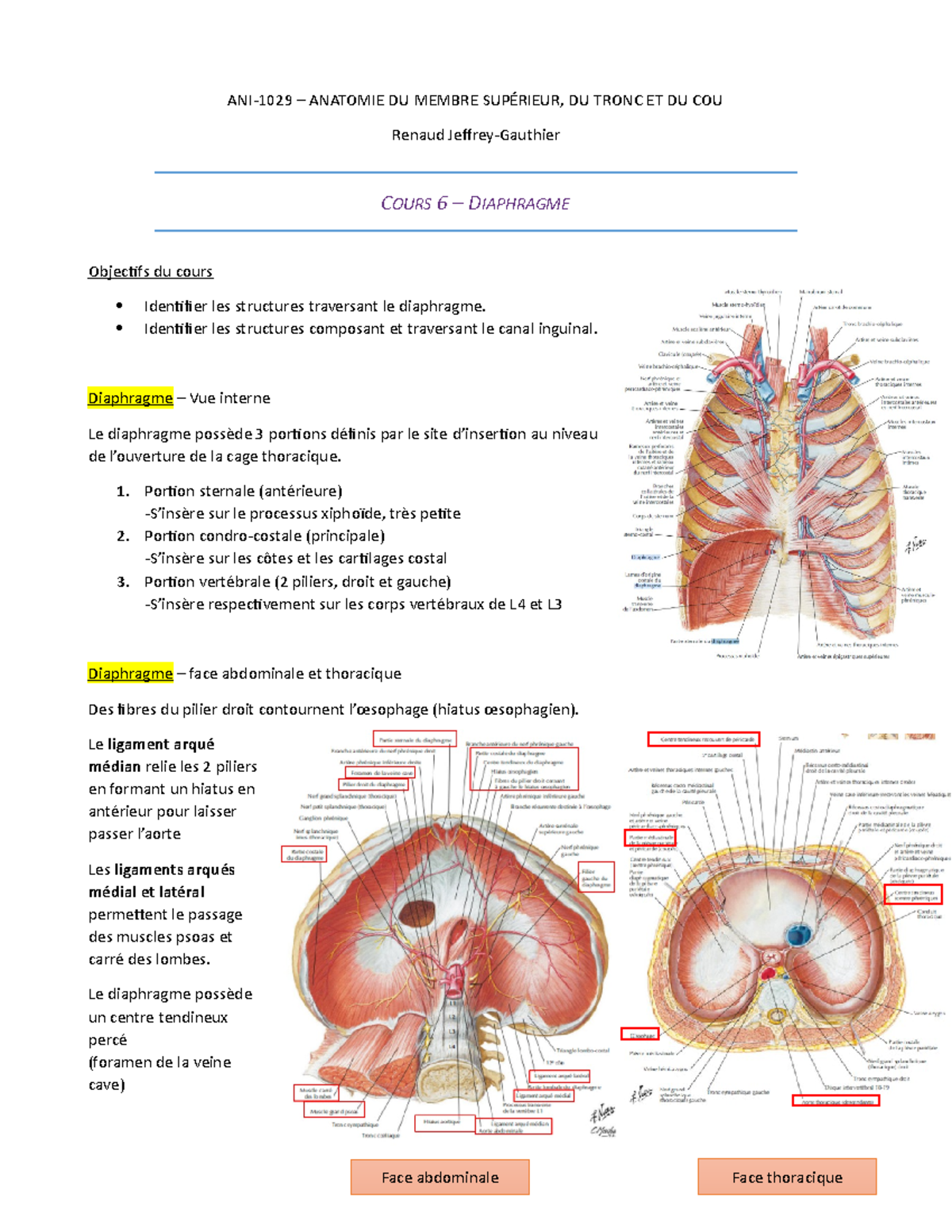 Cours 6 - Le diaphragme - ANI-1029 – ANATOMIE DU MEMBRE SUPÉRIEUR, DU ...