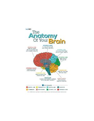 Human brain anatomy and functions vector 6925299 - Anatomy - Studocu