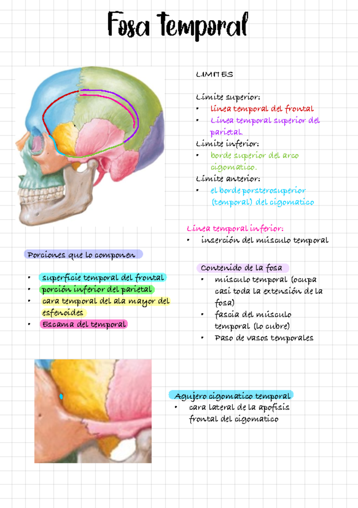 Regiones Comunes - ´.. - Fosa temporal LIMITES Límite superior: línea ...
