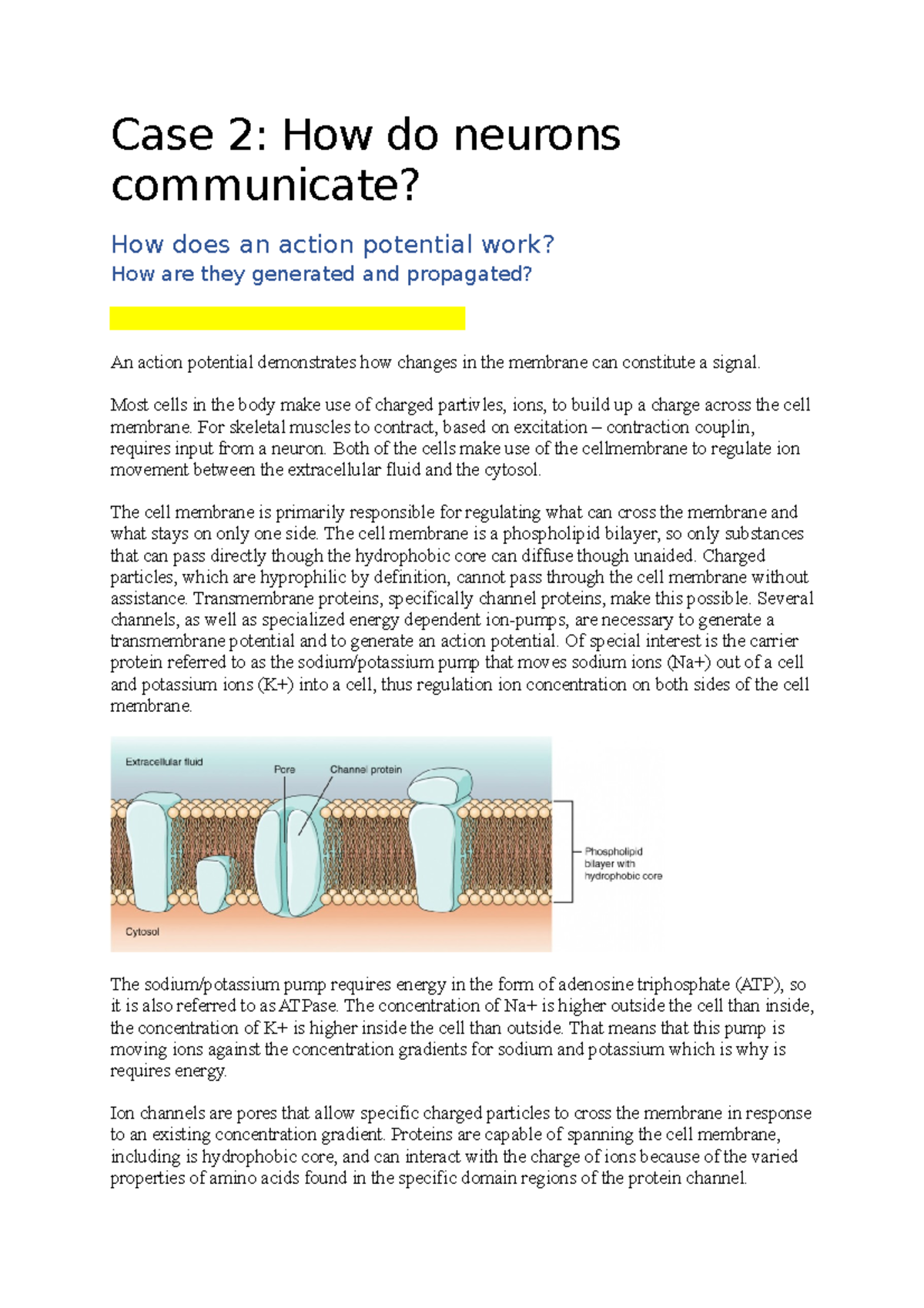 Case 2 how do neurons communicate - Case 2: How do neurons communicate ...