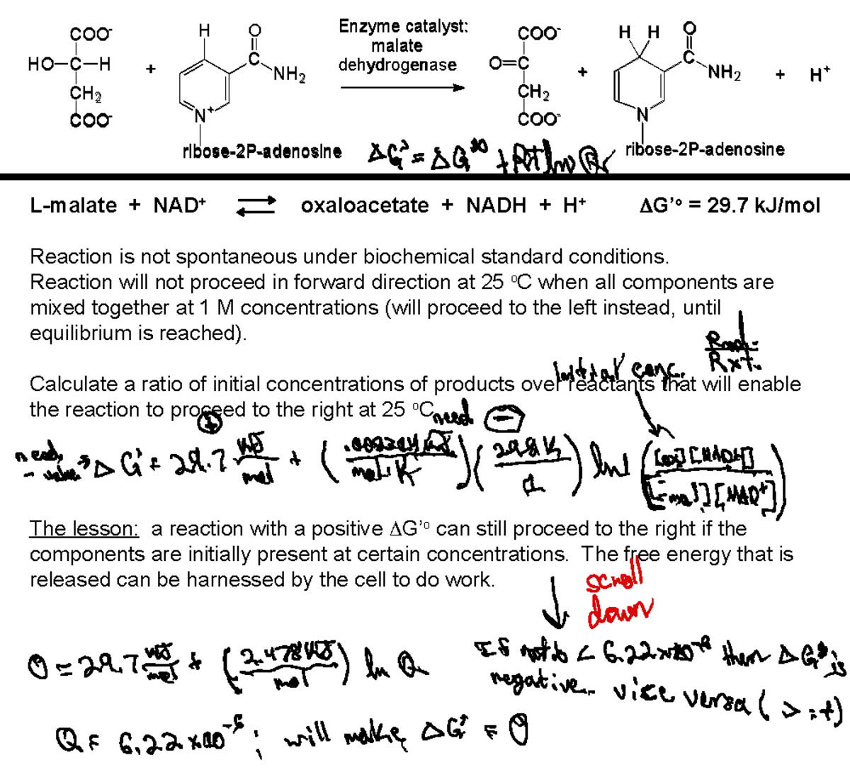 Day 6 Bioenergetics - Dr. Inlow - L-malate + NAD + oxaloacetate + NADH ...