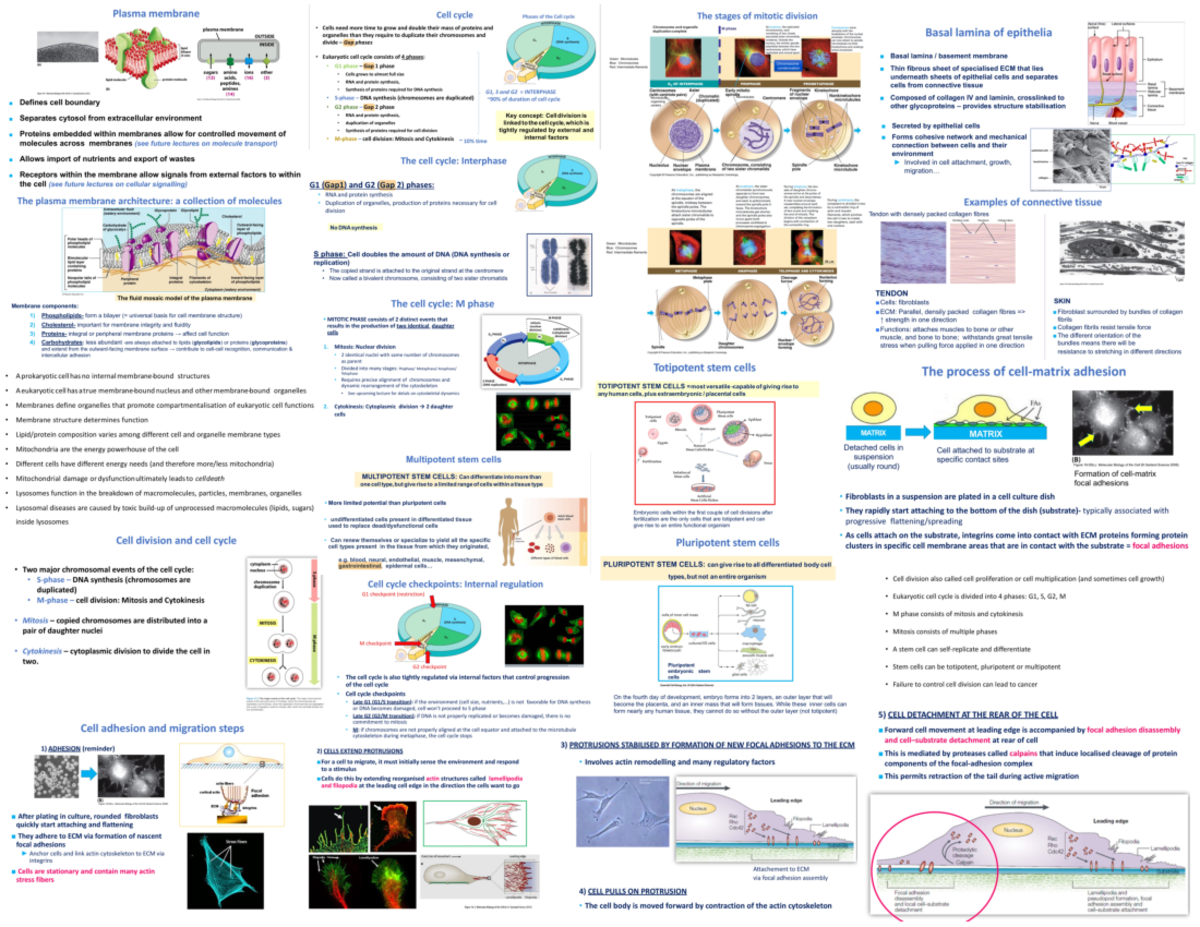 HUBS2206 Mid Sem Cheat Sheet - Plasma membrane Cell cycle Phases of the ...