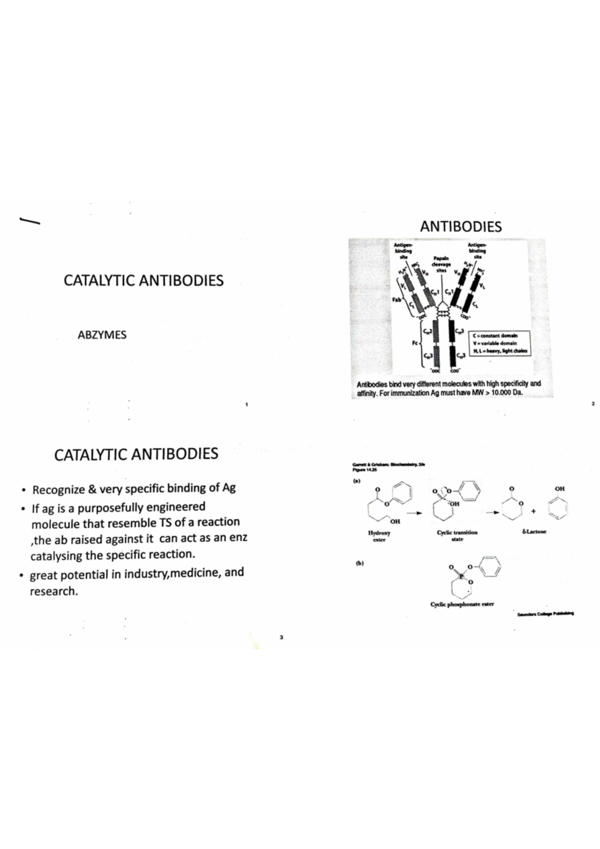 Abzymes-catalytic antibodies - Biochemistry - Studocu