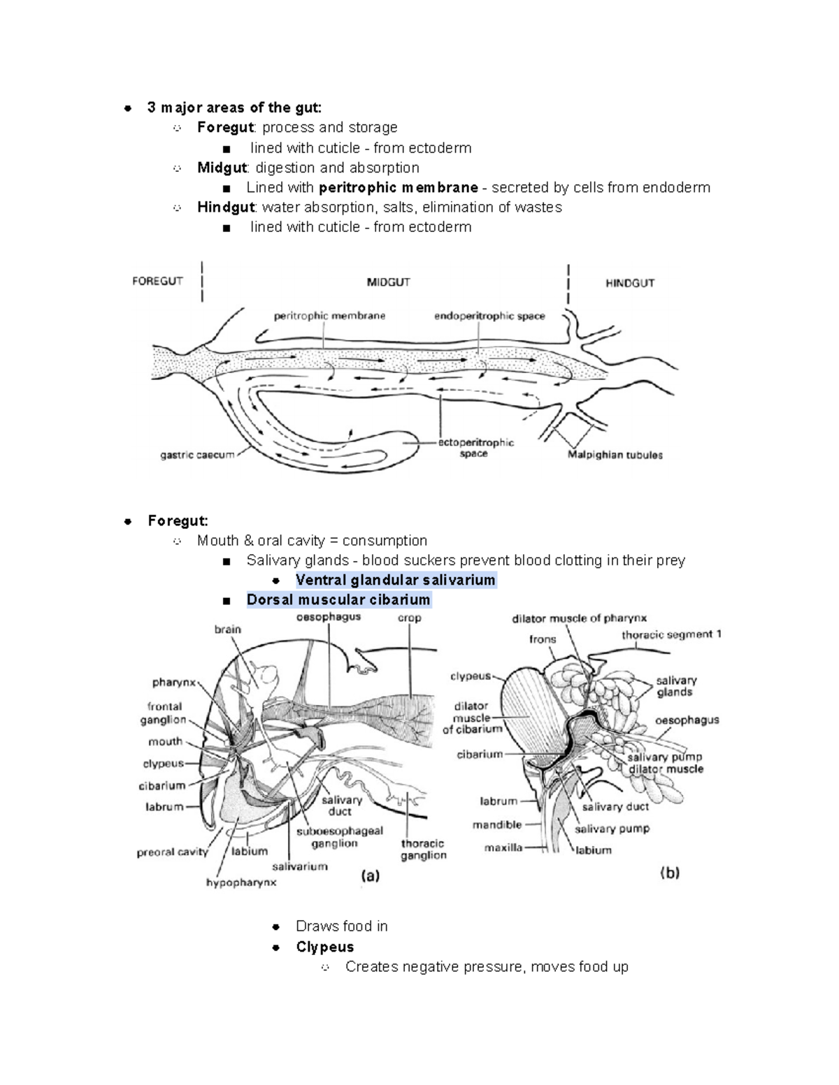 2 12 Lecture Gut morphology, diets - 3 major areas of the gut: Foregut ...