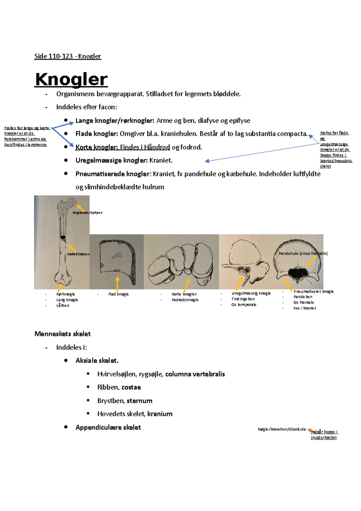 Knogler - Side 110-123 - Knogler Knogler - Organismens bevægeapparat ...