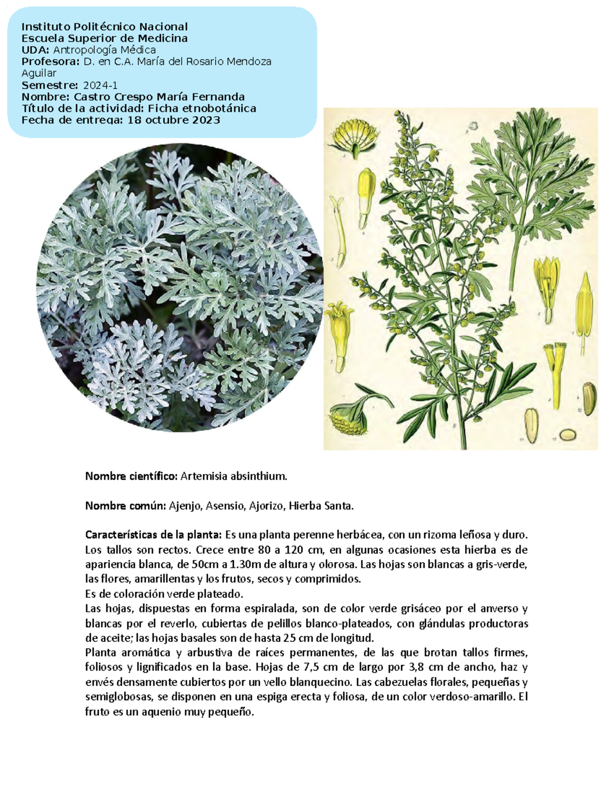 3CM12 - CCMF - Ficha Etnobotánica - Nombre científico: Artemisia ...