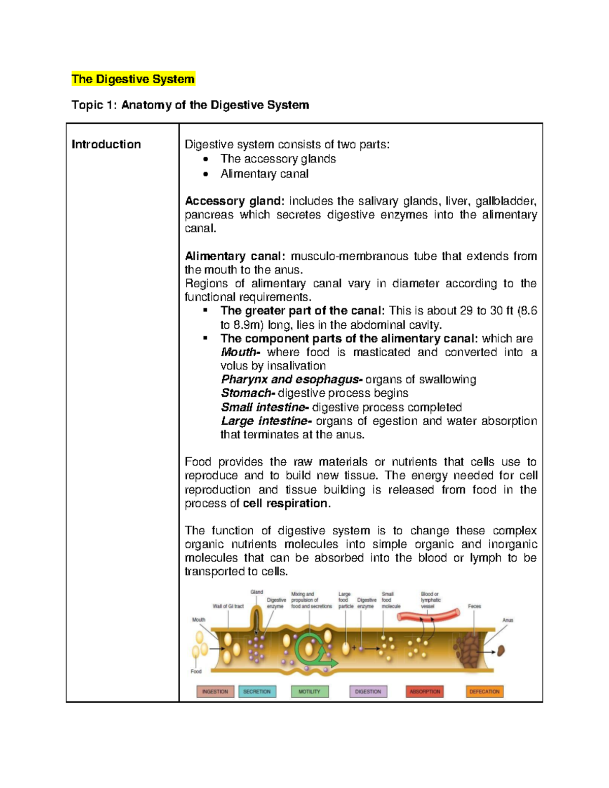 The Digestive and Urinary System - The Digestive System Topic 1 ...